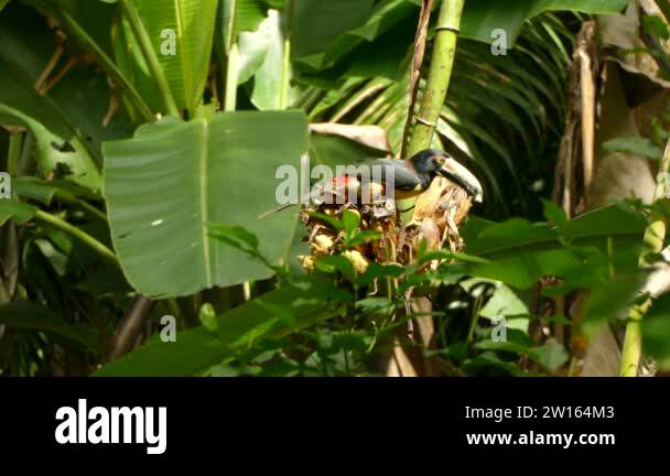 Feeding in soft Stock Videos & Footage - HD and 4K Video Clips - Alamy