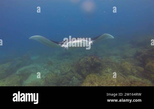 Graceful Manta Ray Close Up Swimming Overhead With Mouth Closed ...