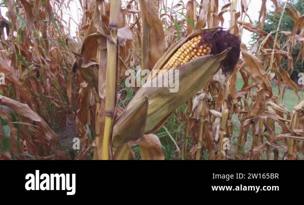 Sun dried corn kernels Stock Videos & Footage - HD and 4K Video Clips ...