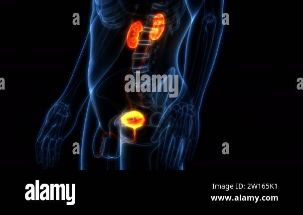 Anatomy of urinary system Stock Videos & Footage - HD and 4K Video ...