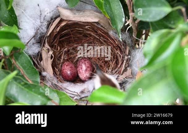 Two Eggs and bird in a nest of yellow-vented bulbul (Pycnonotus ...