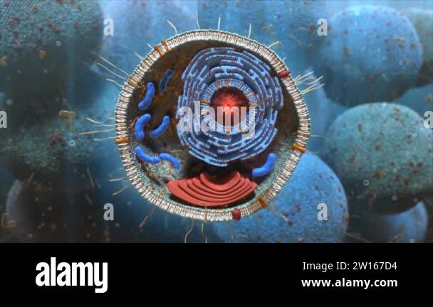 3D Science animation of the internal structure of the cell Stock Video ...
