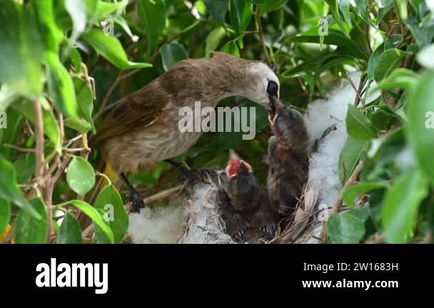 8 day old new born of baby birds in a nest of yellow-vented bulbul ...