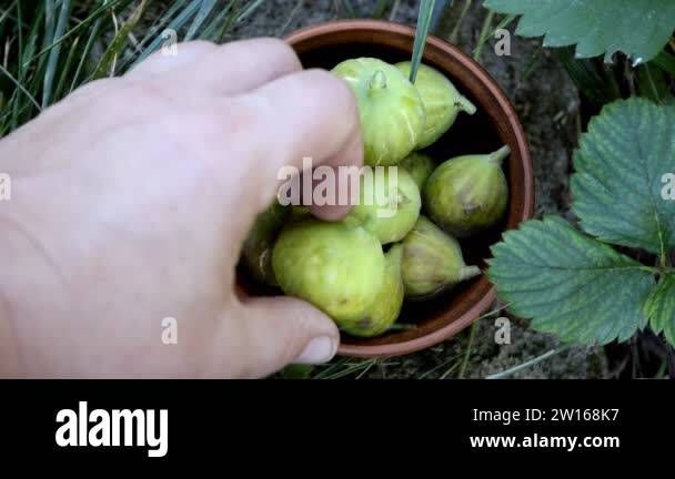 Figs in the hand Stock Videos & Footage - HD and 4K Video Clips - Alamy