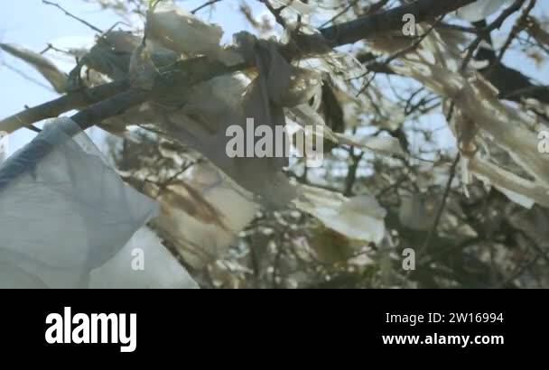 Plastic trash on the branches of trees. Plastic pollution of the planet ...