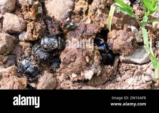 dung beetle, Geotrupidae, beetles, Coleoptera, earth-boring dung ...