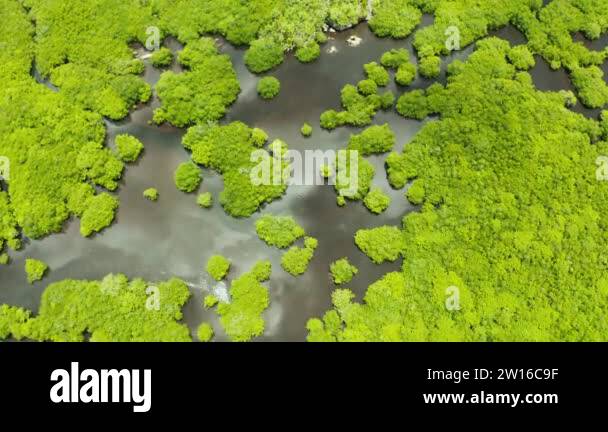 Mangroves with rivers in the Philippines. Tropical landscape with ...