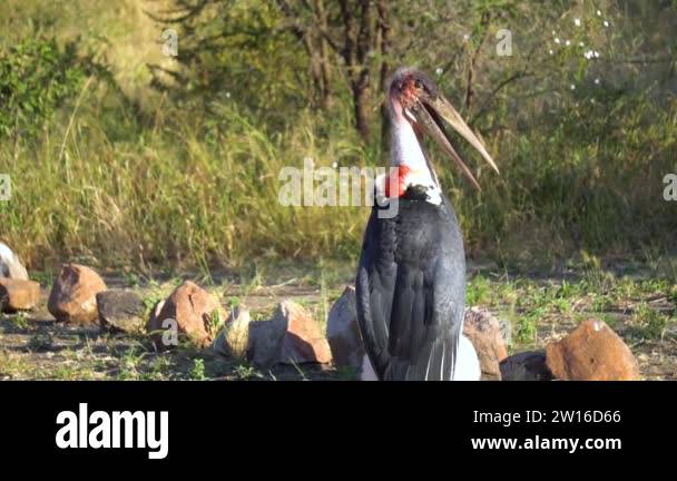 Marabou stork bird in tanzania Stock Videos & Footage - HD and 4K Video ...