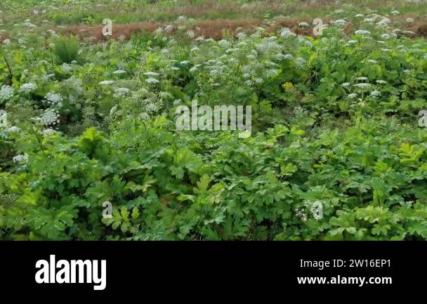 Many Giant Hogweed poison plants on abandoned in field. Known as ...