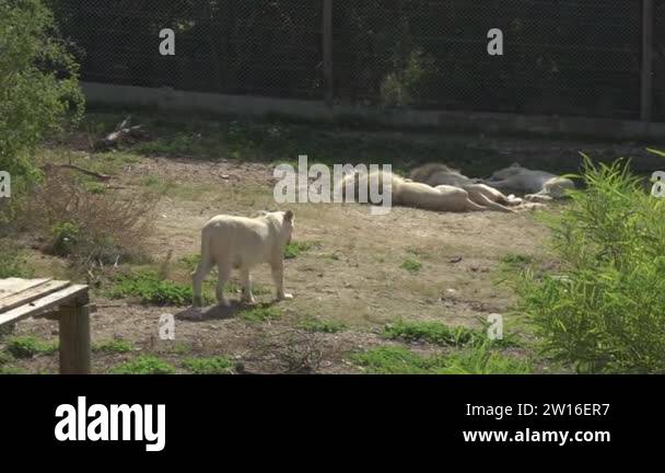 White lioness goes to sleeping lions. Lions in the african zoo in the ...