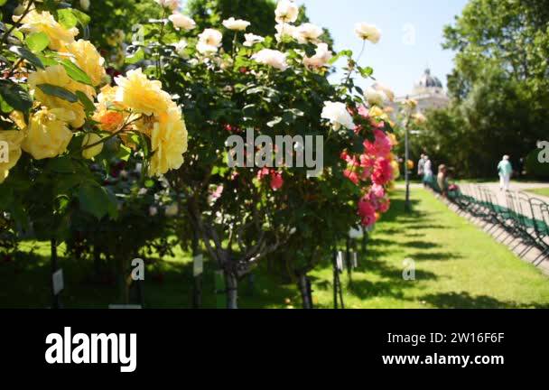 Rose bushes gallery in Rosengarten (Volksgarten) in Vienna, Austria ...