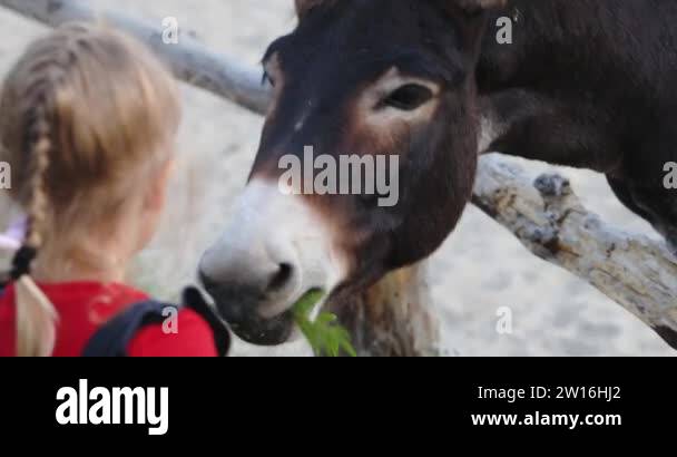 Donkey backside Stock Videos & Footage - HD and 4K Video Clips - Alamy