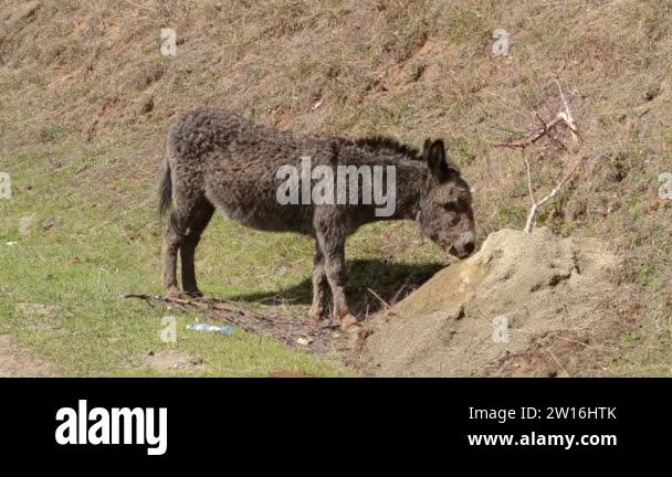 Donkey pair funny not cat not dog Stock Videos & Footage - HD and 4K ...