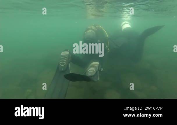 scuba divers explore the rocky bottom in shallow water. young diver ...