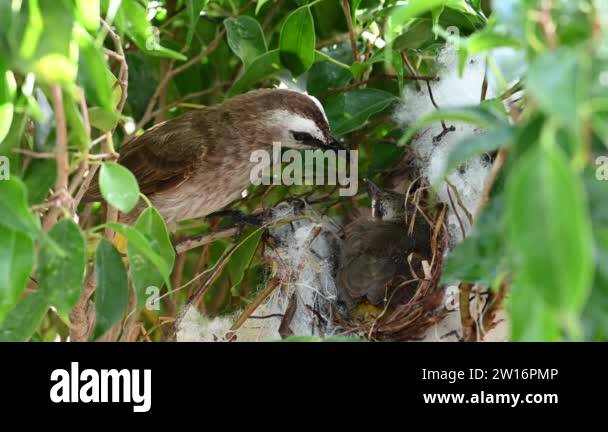 10 day old new born of baby birds in a nest of yellow-vented bulbul ...