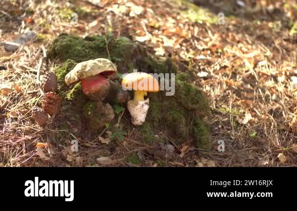 Genus boletaceae Stock Videos & Footage - HD and 4K Video Clips - Alamy