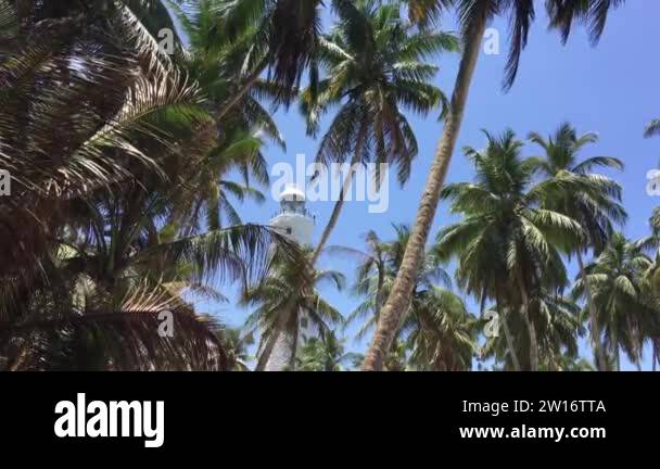 Dondra Head Lighthouse in between the palmtrees at the most Southern ...