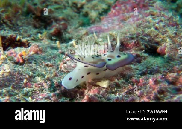 Nudibranch mollusc sea slug with round on seabed of Philippine Sea ...