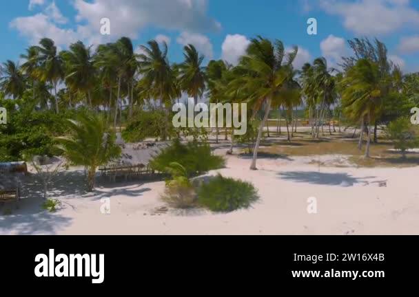 White sand beach and tropical island surrounded by palm trees at Punta ...