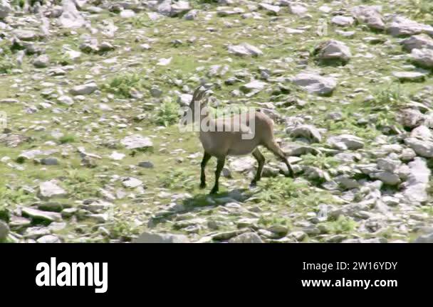 Chamois (Rupicapra rupicapra) is a cloven-hoofed mammal. The Latin name ...