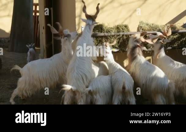 Markhor eating Stock Videos & Footage - HD and 4K Video Clips - Alamy