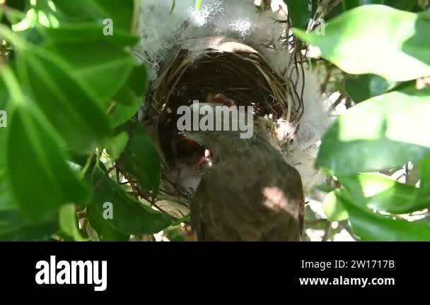 2 day old of baby birds in a nest of yellow-vented bulbul (Pycnonotus ...
