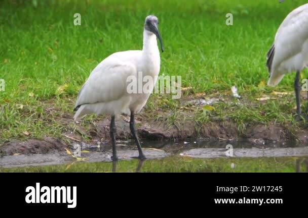 closeup of a black headed oriental white ibis looking around, Near ...