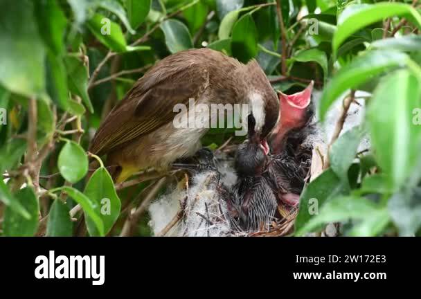 7 day old new born of baby birds in a nest of yellow-vented bulbul ...