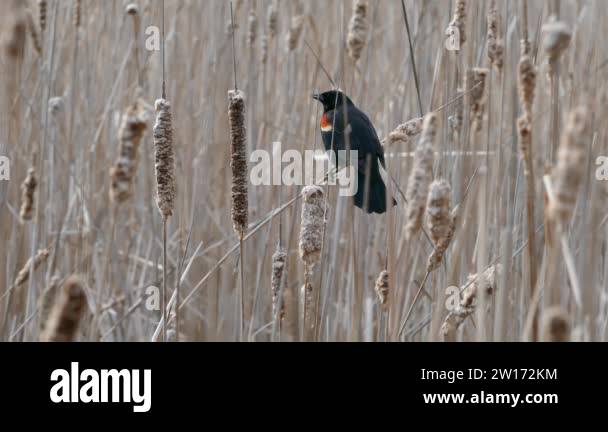 Cattail with bird Stock Videos & Footage - HD and 4K Video Clips - Alamy