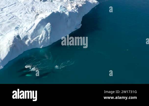 Whale breaching by icebergs in arctic nature with ice in icefjord ...