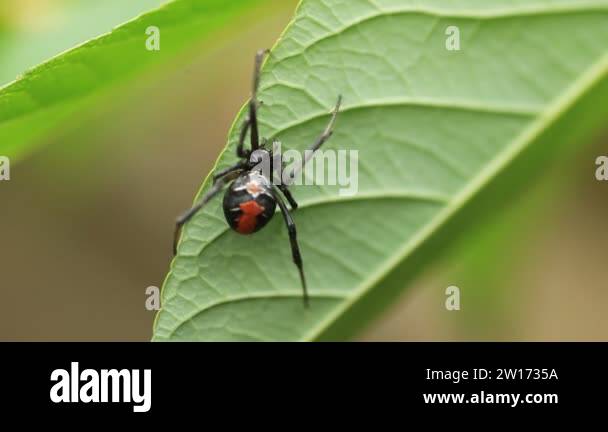 Red back spiders Stock Videos & Footage - HD and 4K Video Clips - Alamy