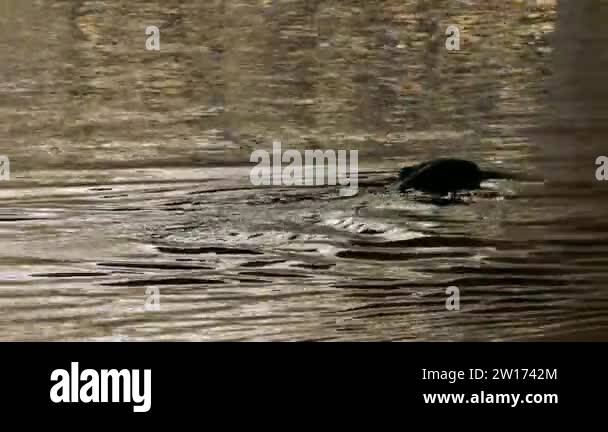 Beaver silhouette Stock Videos & Footage - HD and 4K Video Clips - Alamy