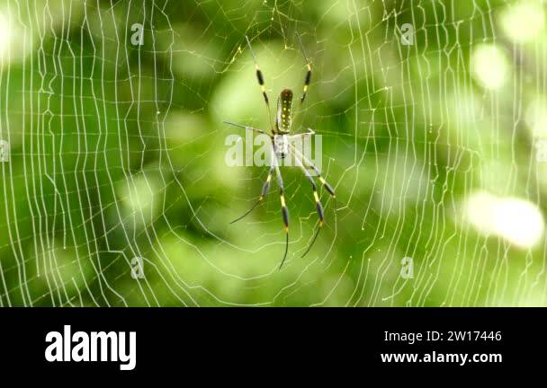 Spider strings Stock Videos & Footage - HD and 4K Video Clips - Alamy