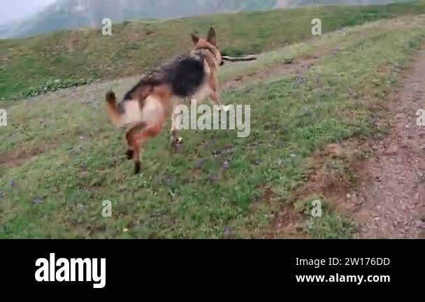 German shepherd runs with a stick in his teeth on the Alpine meadows ...