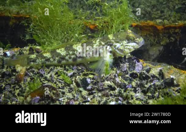 (Neogobius melanostomus) - Marine invasive species Round goby. Fish of ...