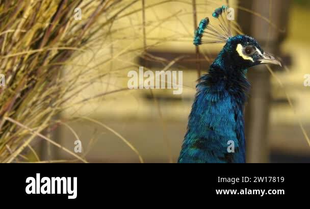 Neck facing Stock Videos & Footage - HD and 4K Video Clips - Alamy