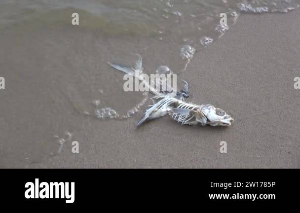 Beach skeleton Stock Videos & Footage - HD and 4K Video Clips - Alamy