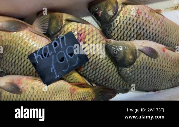 Fresh fish live carp Stock Videos & Footage - HD and 4K Video Clips - Alamy
