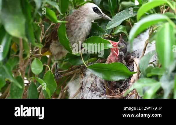 7 day old new born of baby birds in a nest of yellow-vented bulbul ...
