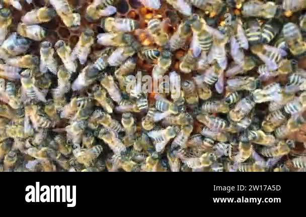 Honey structure Stock Videos & Footage - HD and 4K Video Clips - Alamy