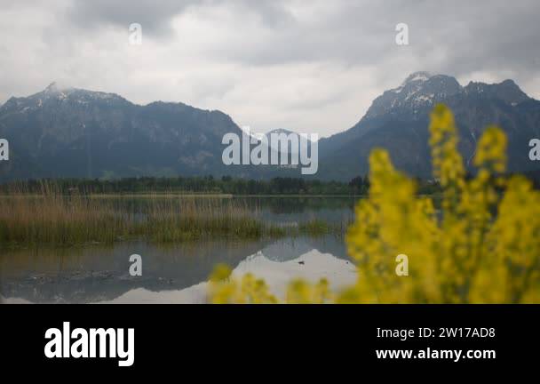 Neuschwanstein castle view forggensee Stock Videos & Footage - HD and ...