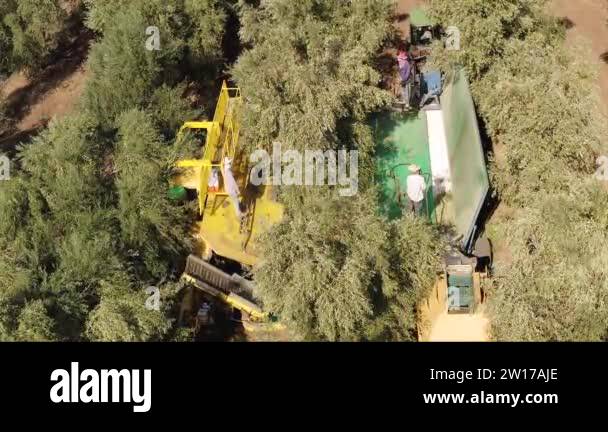 Olive Tree Shaker Harvester operation supported by four Pole beating ...