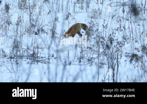 Catch mice Stock Videos & Footage - HD and 4K Video Clips - Alamy