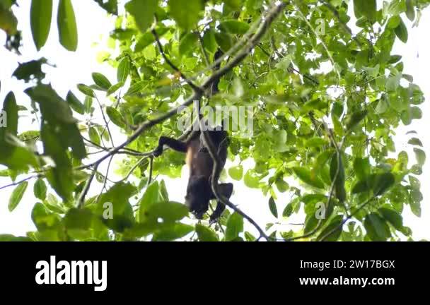 Hanging upside down monkey Stock Videos & Footage - HD and 4K Video ...