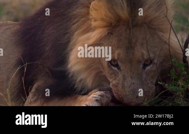lion with a blood-smeared mouth eats the freshly torn prey of a buffalo ...