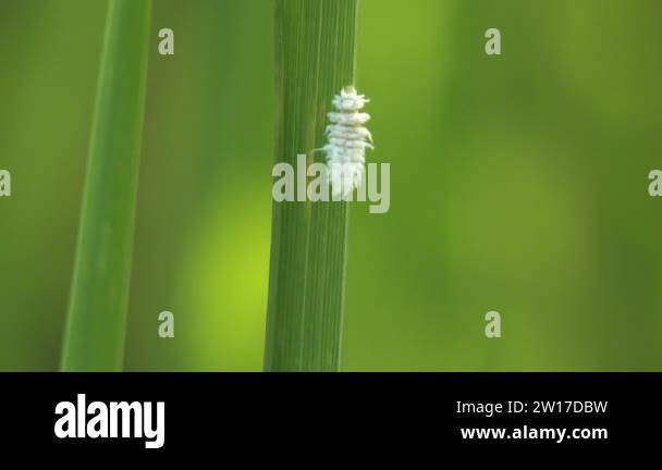 White scale insects Stock Videos & Footage - HD and 4K Video Clips - Alamy