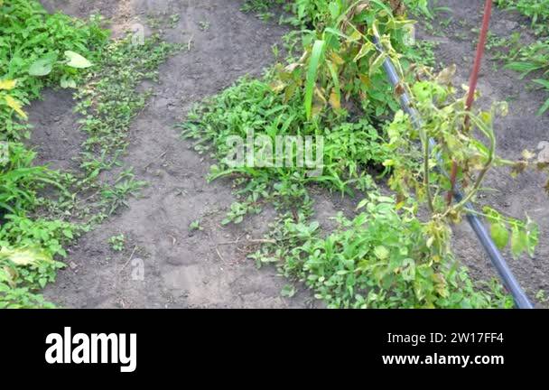 Poorly tomato plants covered in disease. Rotting tomato plants infested ...