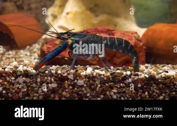 Pets australia Stock Videos & Footage - HD and 4K Video Clips - Alamy