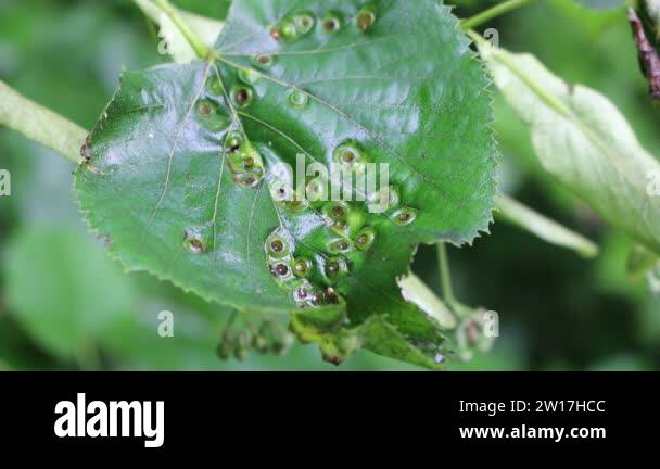 Disease on Linden tree green leaves. Galls caused by the Eriophyes ...