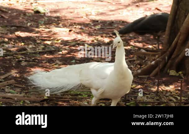 Male indian peacock on display Stock Videos & Footage - HD and 4K Video Clips - Alamy
